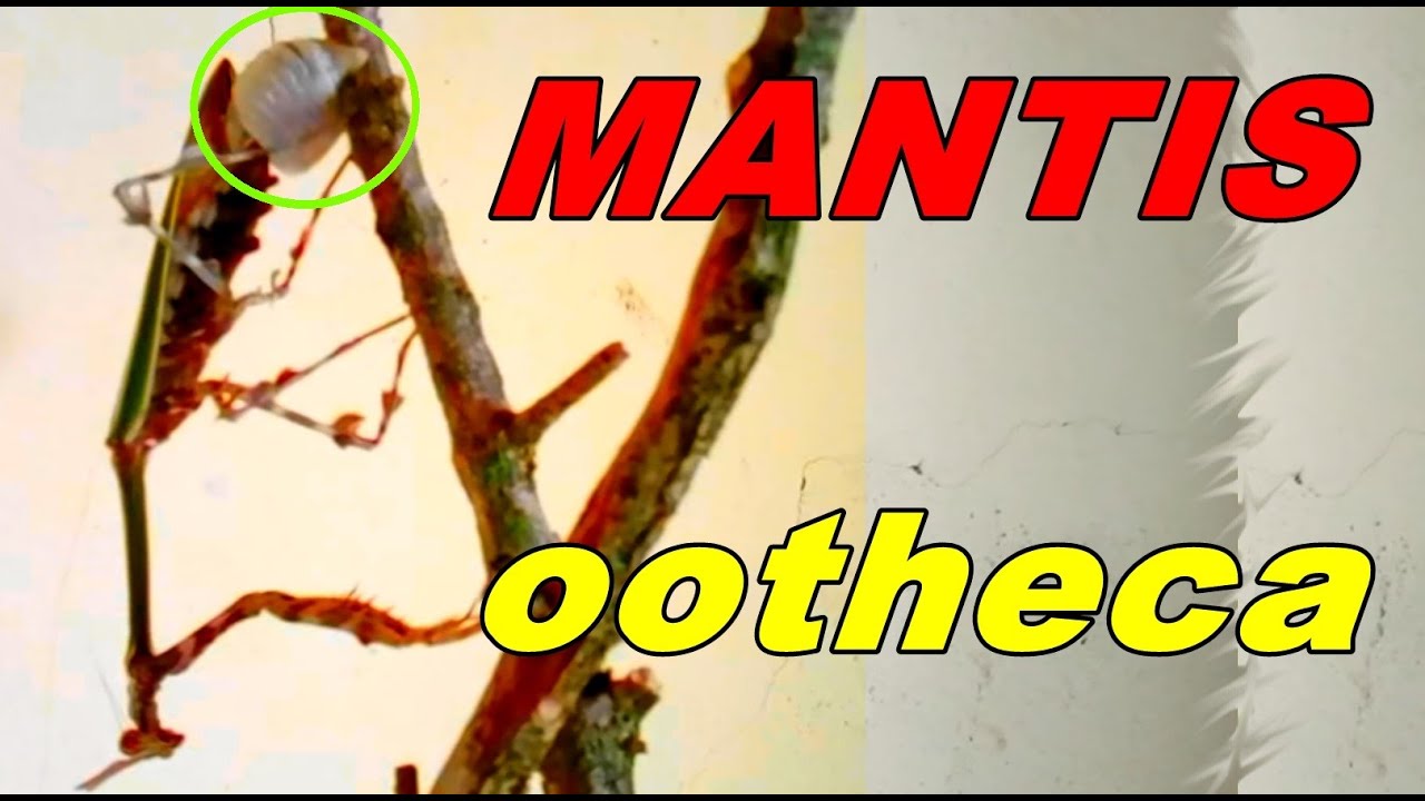 Mantis Laying an Ootheca/ Louva-a-Deus colocando uma ooteca - YouTube