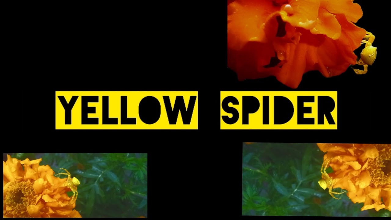 let see yellow flower spider in my garden || wildlife || nature|| - YouTube