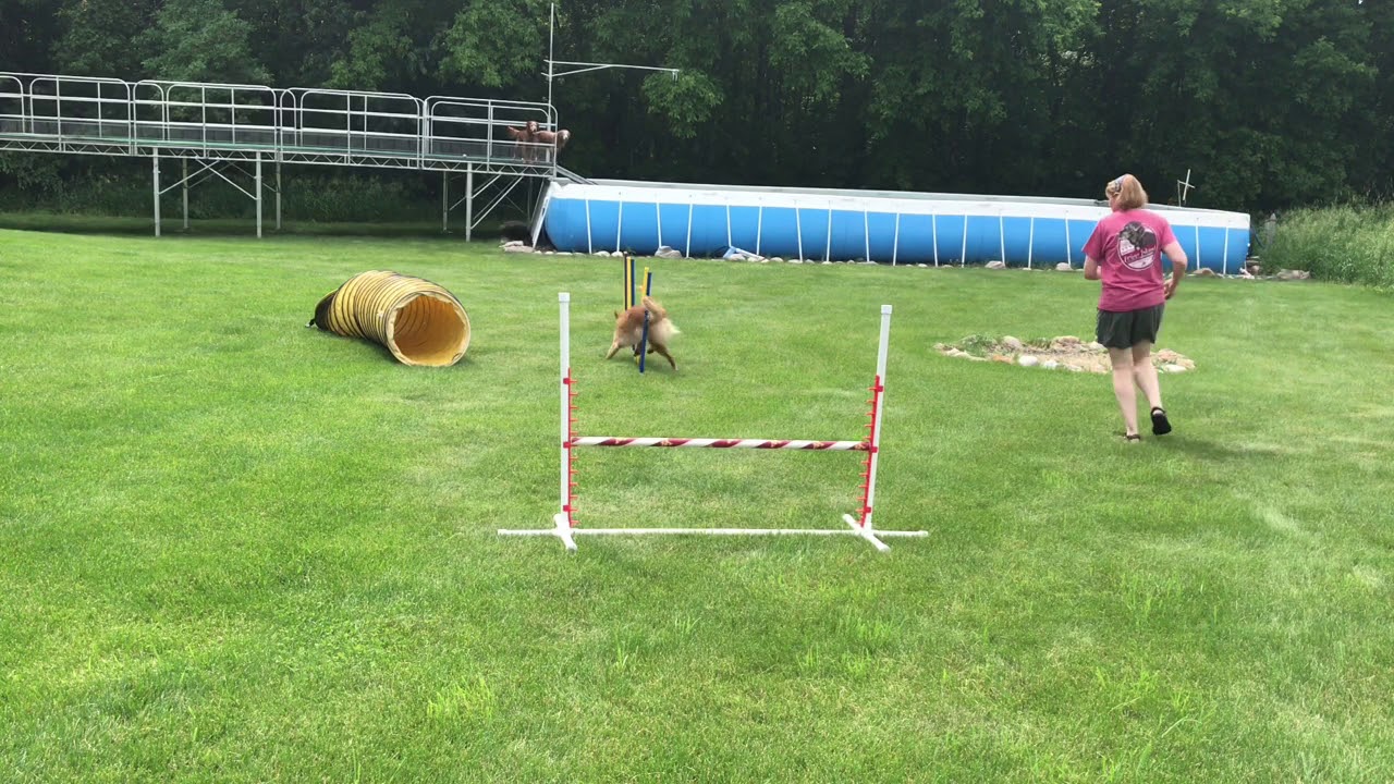 BAD Dog Agility Weave Challenge #2 - YouTube