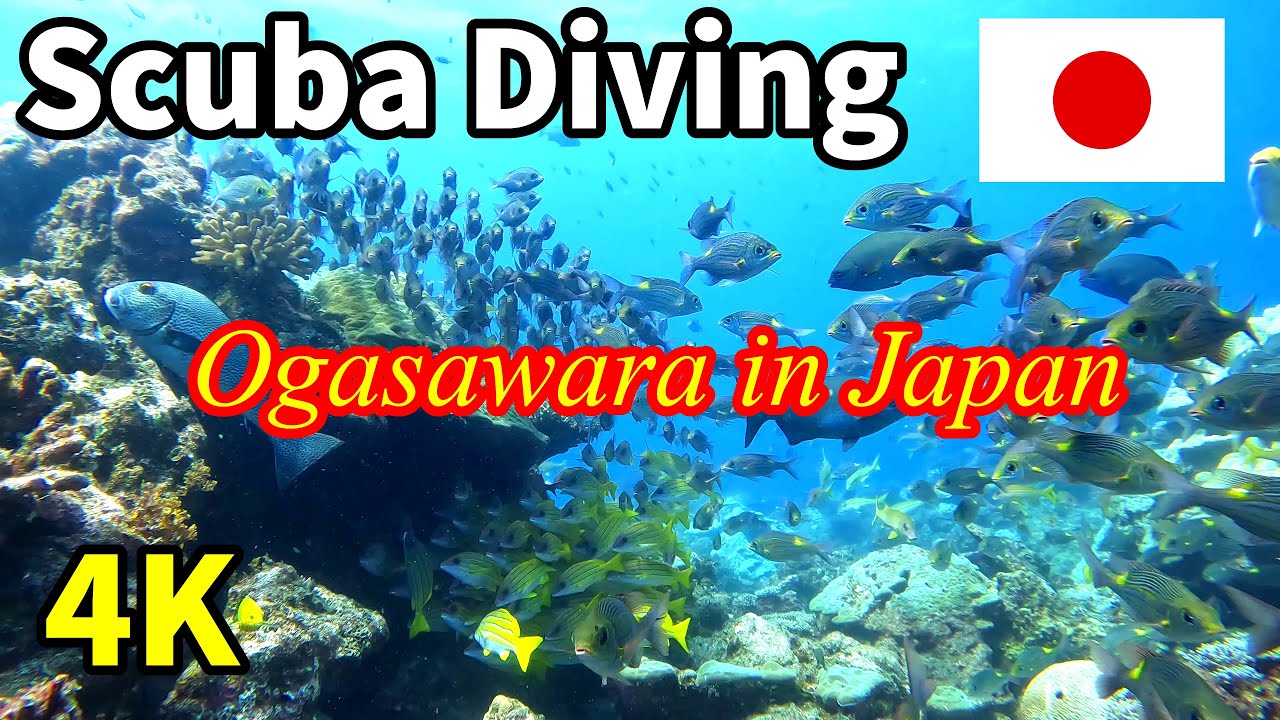 スキューバダイビング【水中映像 4K】小笠原諸島のダイビング in 母島 Scuba diving in the Ogasawara ...