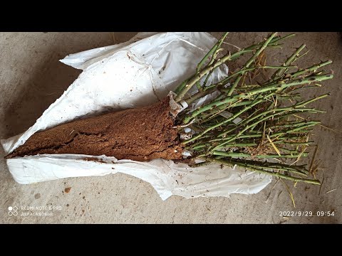 Розы из питомника Гарант - YouTube
