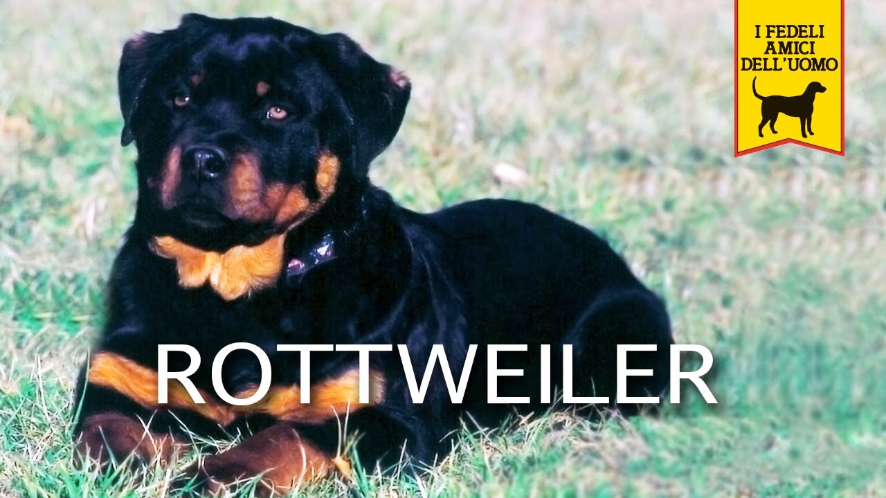 IL ROTTWEILER - Trailer documentario - YouTube
