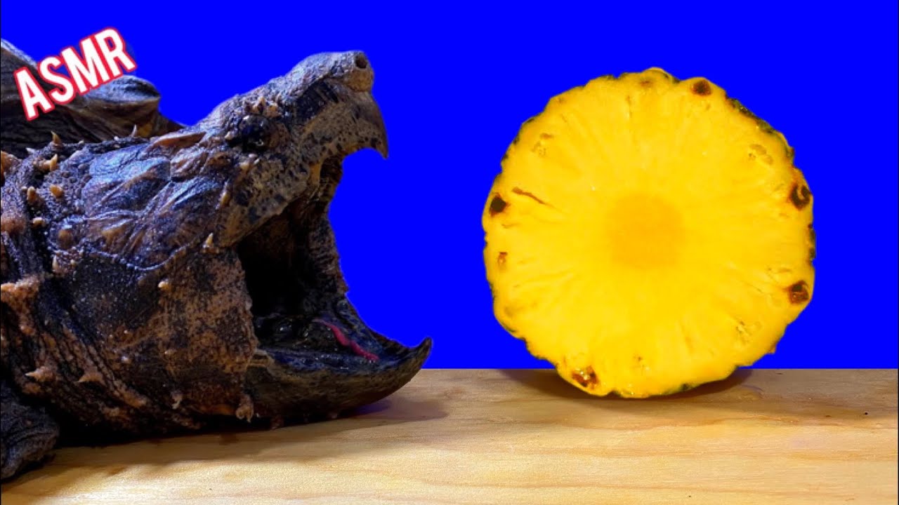 ASMR Turtle Tortoise Eating Fruit PINEAPPLE 🐢 ASMR Animal - YouTube