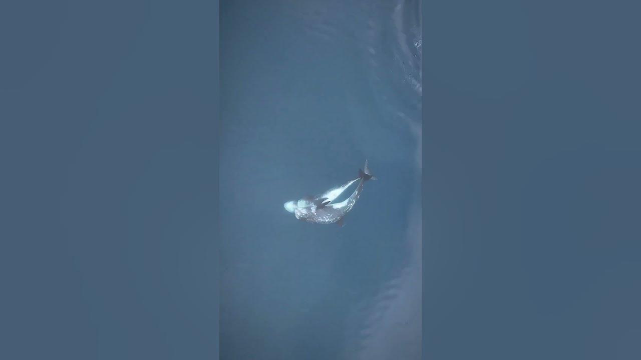 Rare Risso's Dolphins Mating Footage! - YouTube