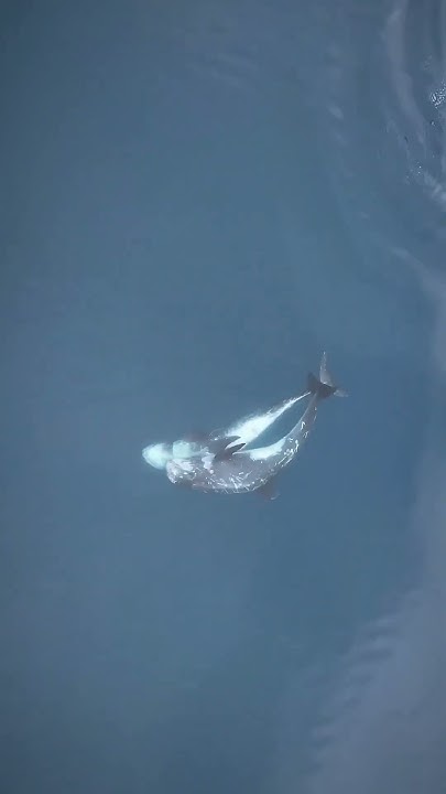 Rare Risso's Dolphins Mating Footage! - YouTube