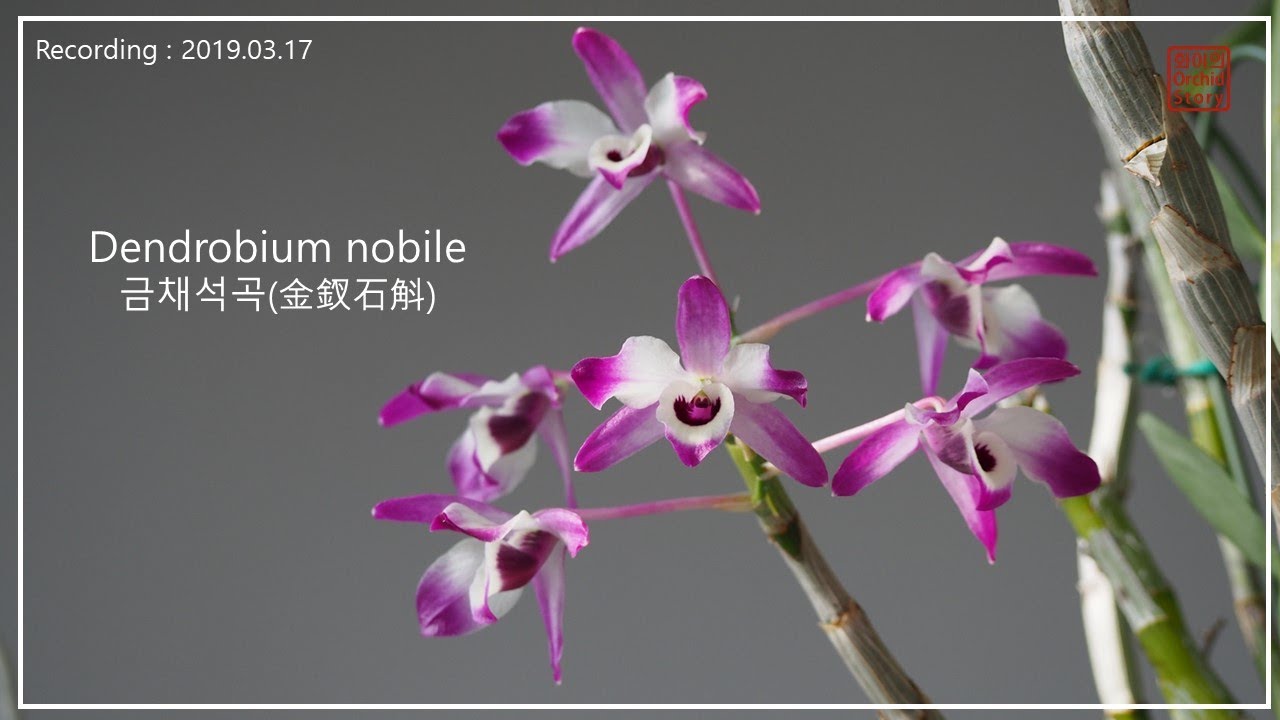 덴드로비움 노빌 | Dendrobium nobile | 금채석곡 | 화이 Orchid Story - YouTube