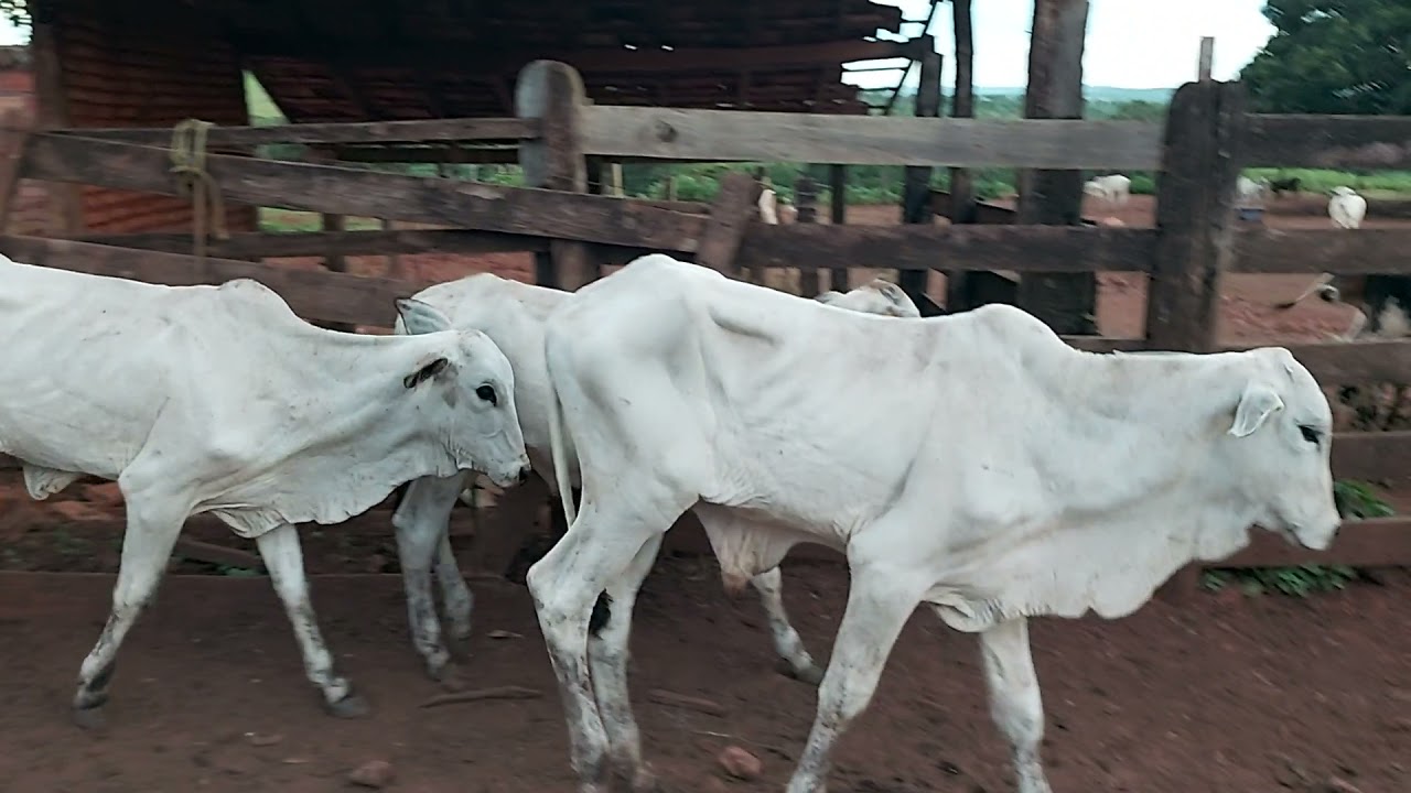 BEZERRO E BEZERRA NELORE DE DESMAMA PREÇO ATUALIZADO. - YouTube