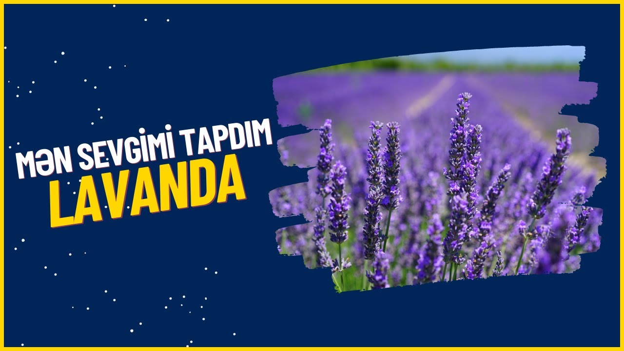 MƏN SEVGİMİ TAPDIM - LAVANDA - YouTube