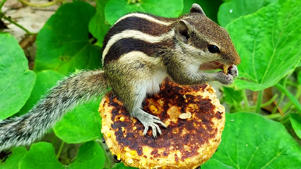 Squirrel for Cat || Squirrel Kingdom - YouTube