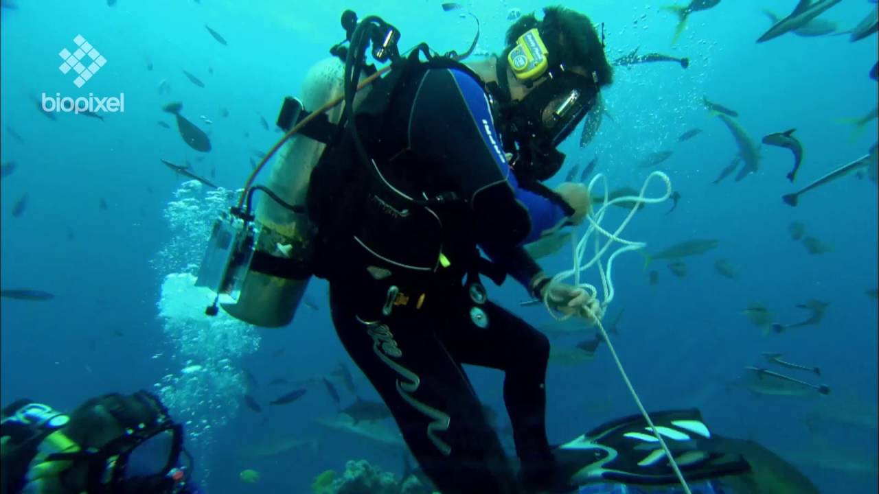 Underwater shark rodeo - YouTube