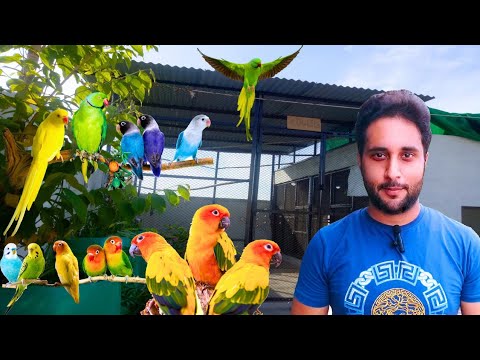 PARROT ZOO Me Kuch Birds Dikha Diye. [ Show Some Birds In My PARROT ZOO ...