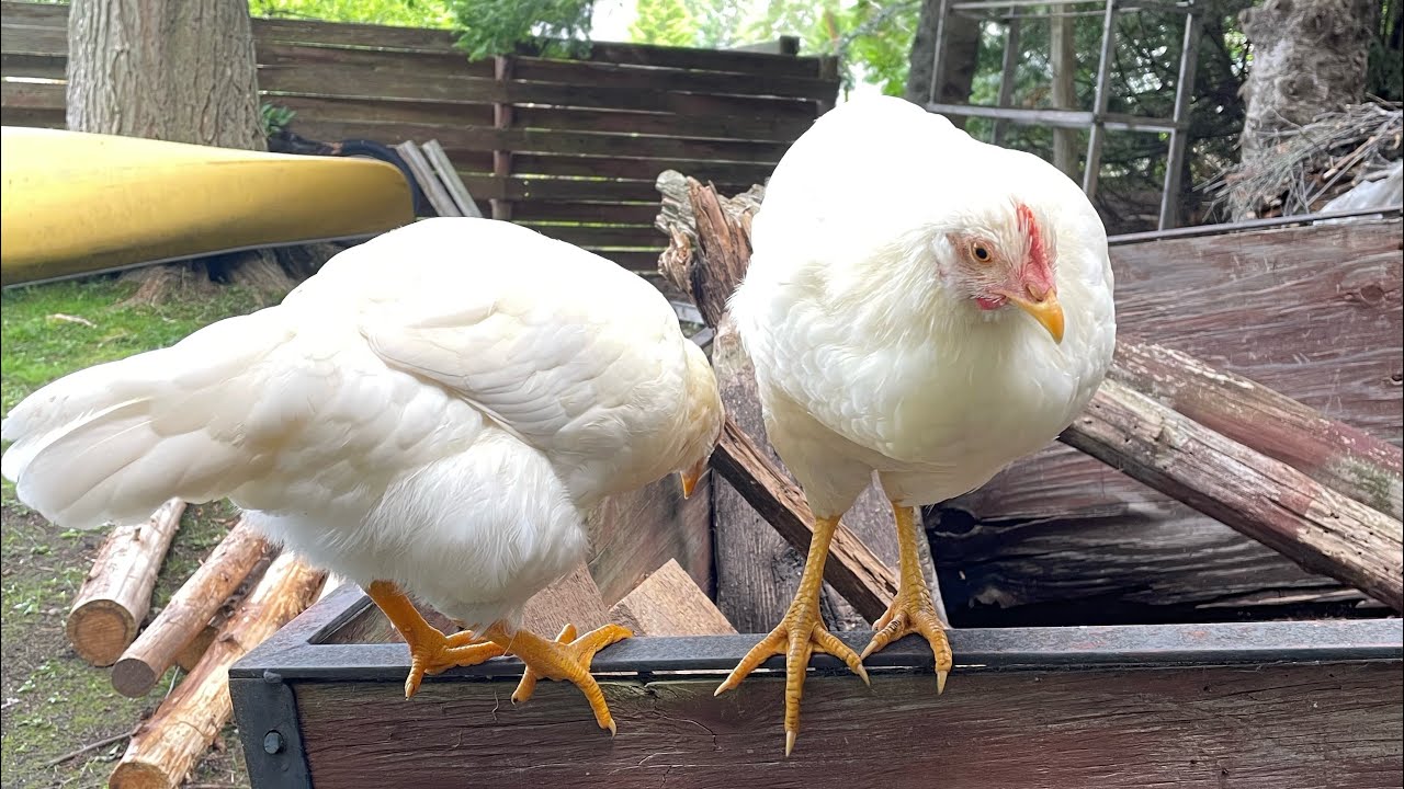 [ letting the chicken out 19 ] chickens life 54 - YouTube
