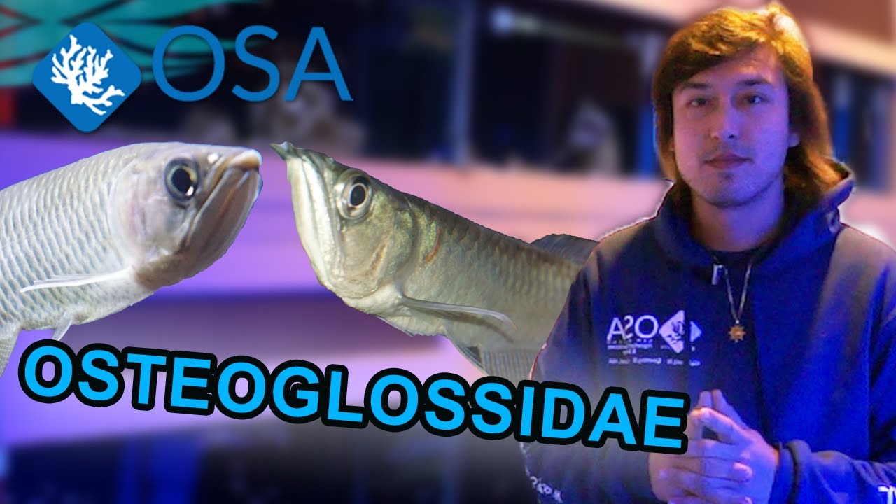 What are Arowanas & Arapaimas? | What is a Fish with Taras - YouTube