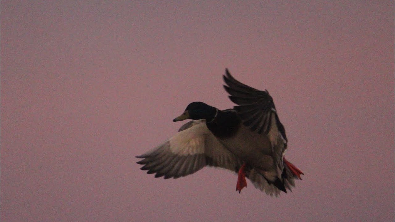 SD corn field duck hunt 2023!! - YouTube
