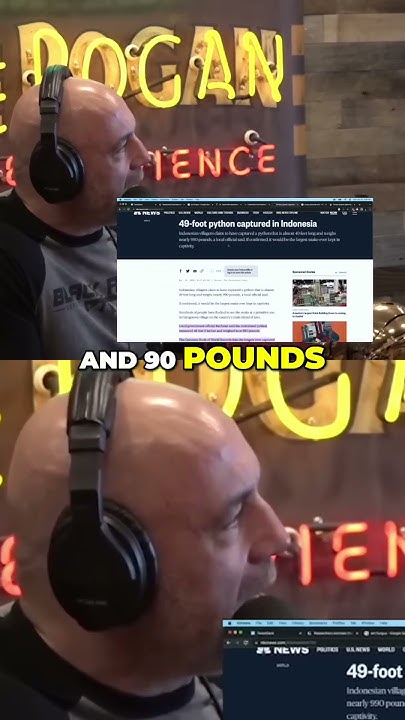 Huge 49 Foot Python Found in Indonesian Village Real or Fake - YouTube