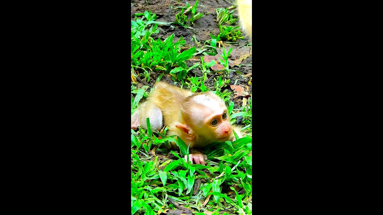 Shoc,king In Heart!! Monkey Real Life, Luna Mum Walks Ou,t Her Newborn ...
