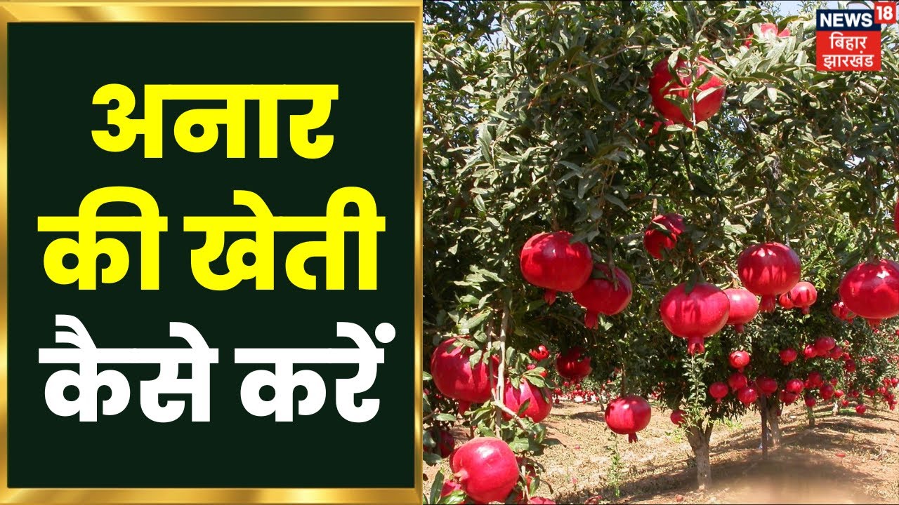 Annadata : अनार की खेती कैसे करें ? यहां जानें | Anar ki kheti in hindi ...