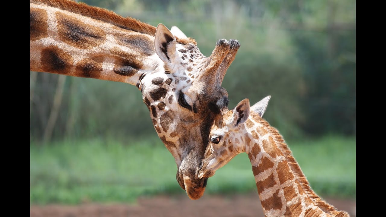 ZooBorns: Australia! Episode 1 - Baby Giraffe - YouTube