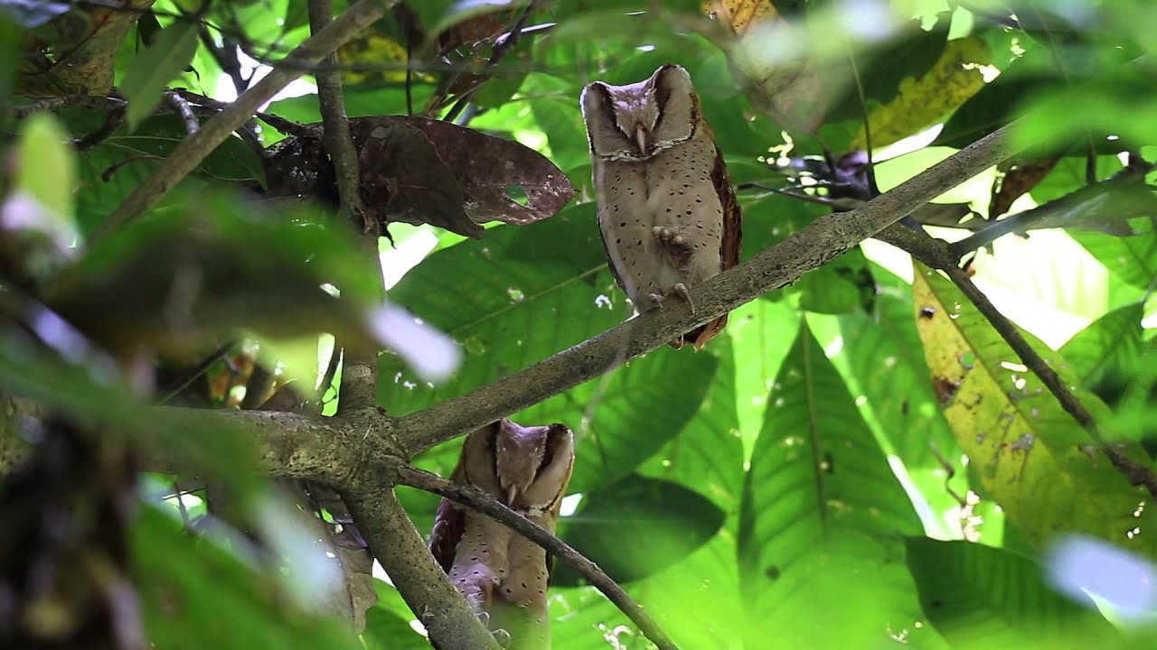 Oriental Bay Owl / Phodilus badius / นกแสกแดง - YouTube