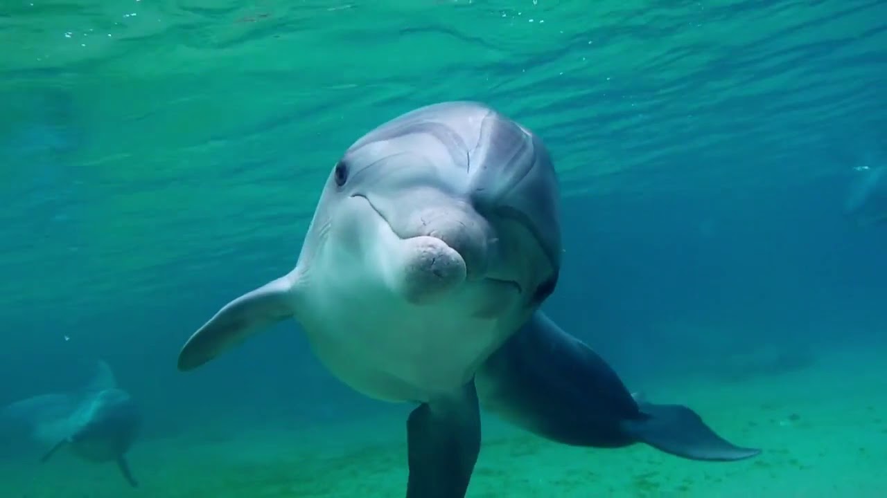 The Dolphin Man | Trailer - YouTube