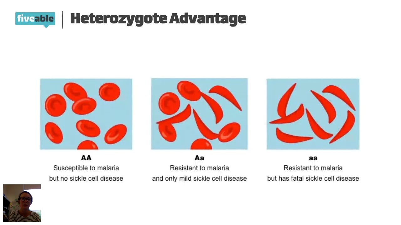 Heterozygote Advantage