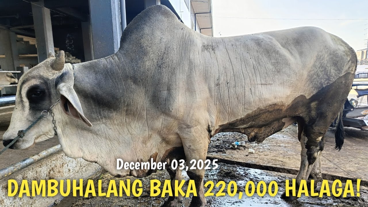 Dambuhalang Baka!! - YouTube