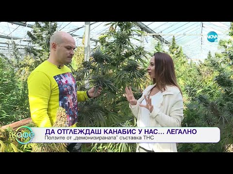 Да отглеждаш канабис у нас... легално - „На кафе” (04.11.2021)