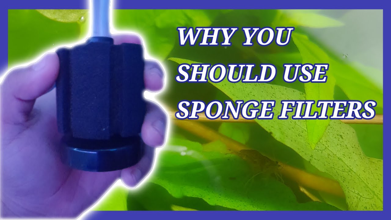 Why I have sponge filters and why YOU should too! - YouTube
