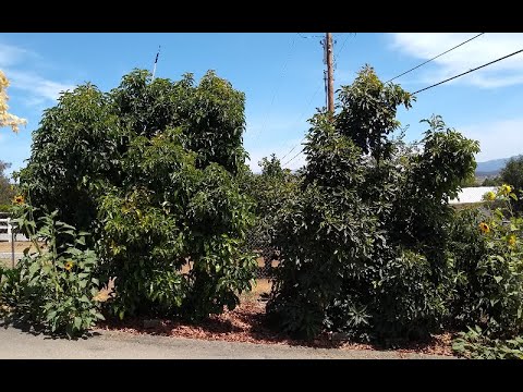 Growing pairs of avocado trees - YouTube