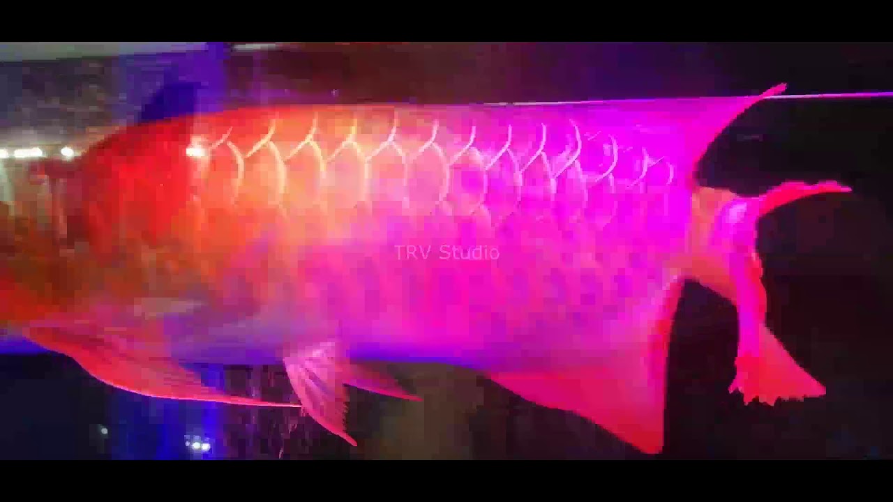 Arowana Fish - Dragon Fish Price $10,000 in Cambodia - YouTube