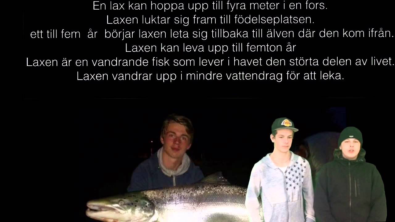 Laxen - Intressant Fakta - YouTube