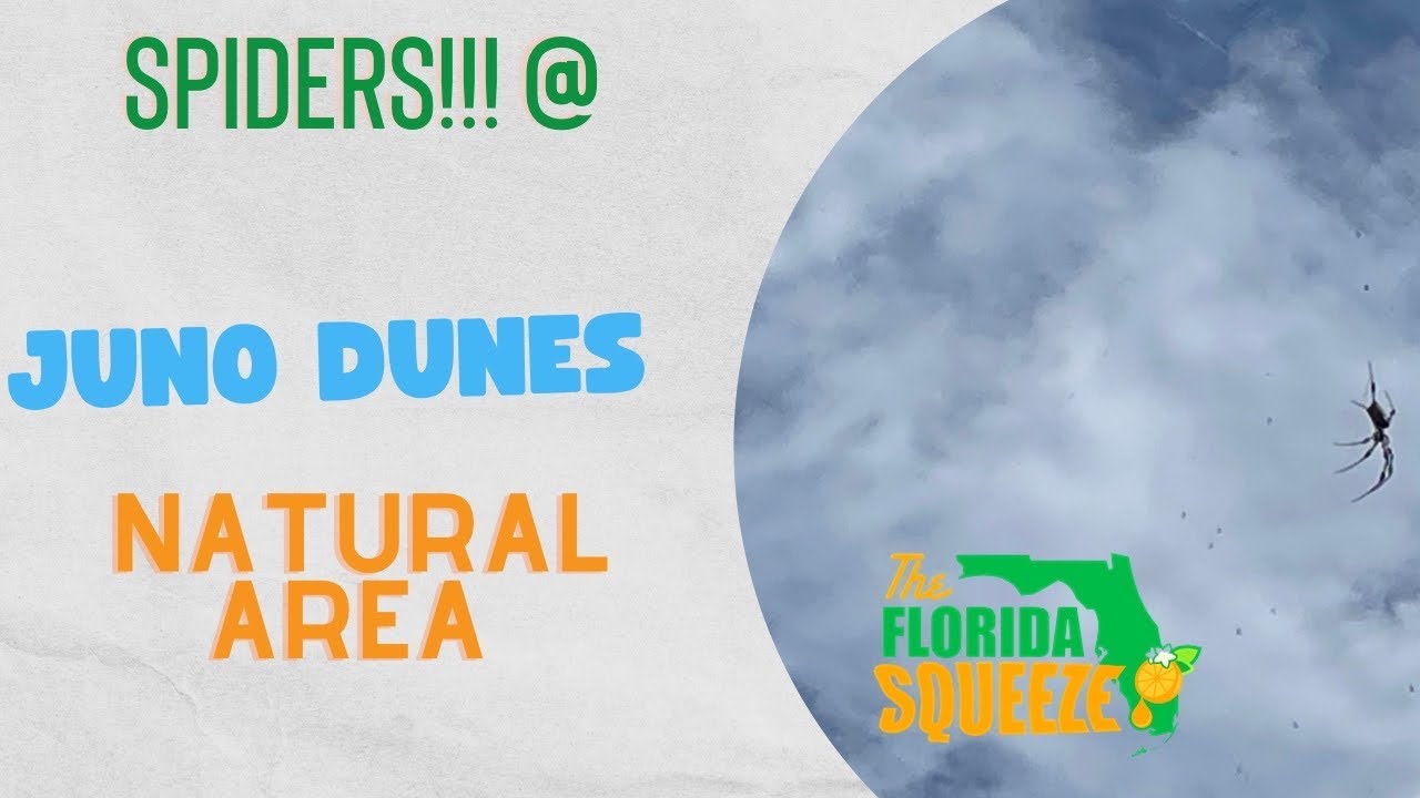 Spiders at Juno Dunes - YouTube