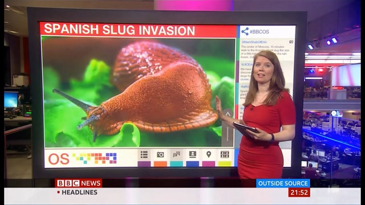Spanish slug invasion causes alarm in Moscow (Russia) - BBC News - 30th ...