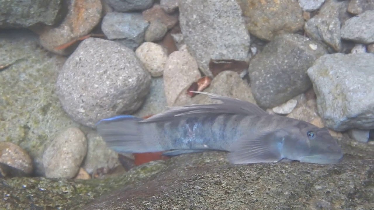 Sicydium plumieri, Middleham Falls, Dominica - YouTube
