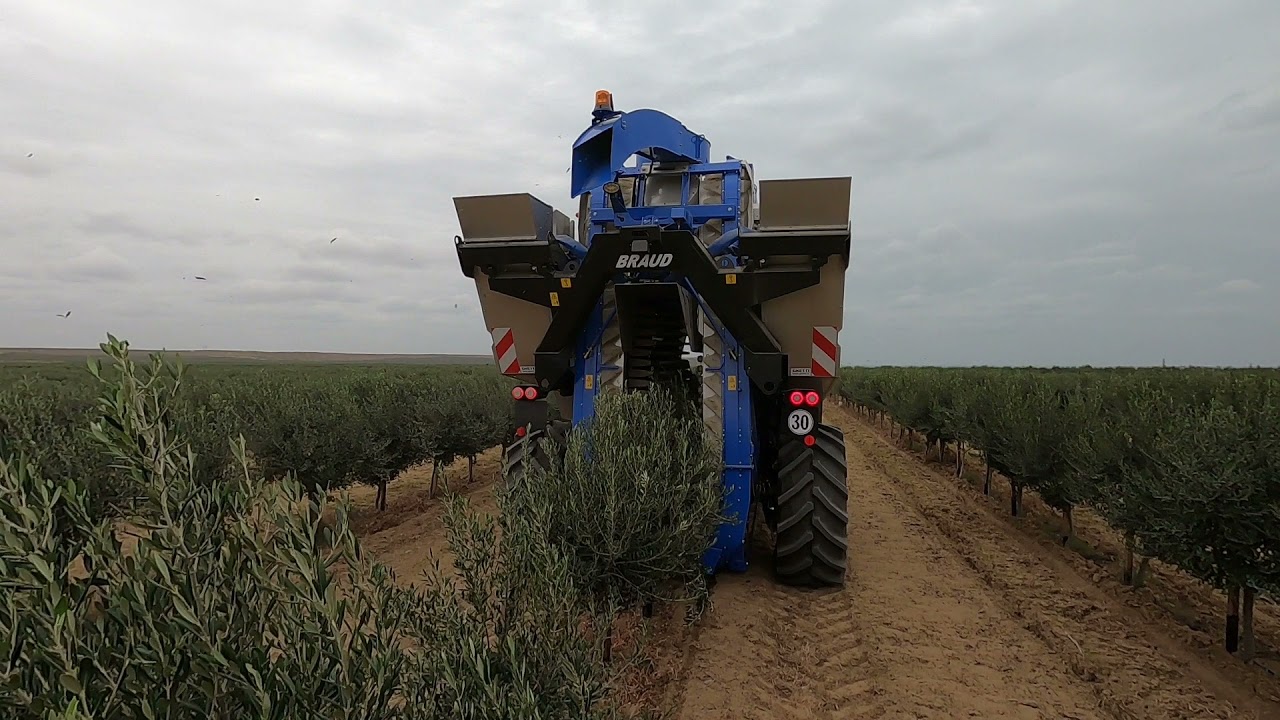 Olive harvester machine New Holland Braud 9090 X - YouTube