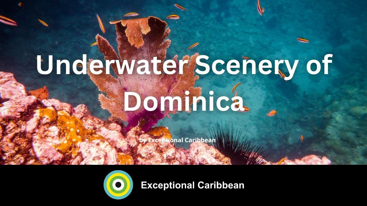 Dive In and Explore the Amazing Underwater Scenery of Dominica - YouTube