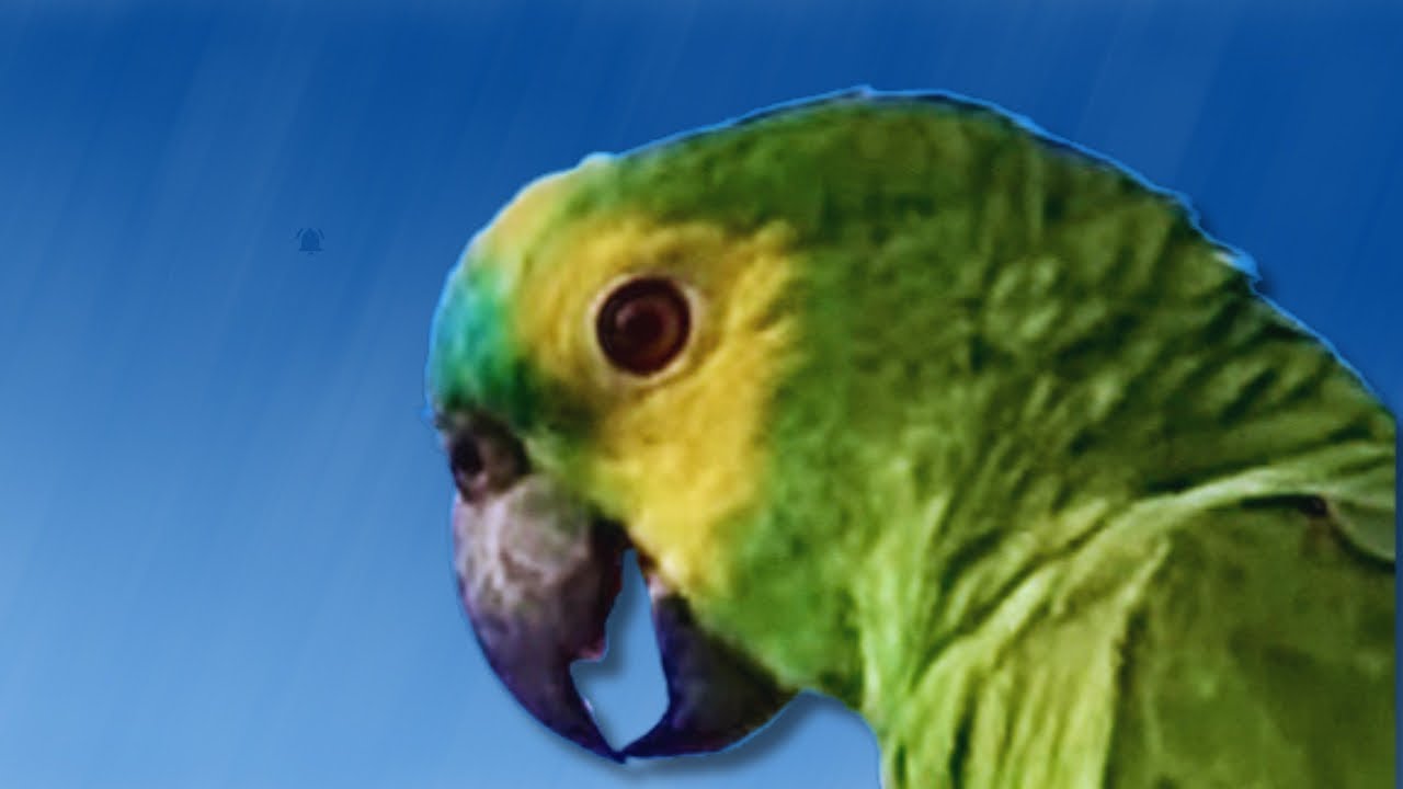CANTO DE PAPAGAIO, Papagaio Verdadeiro 🦜🎶 - YouTube