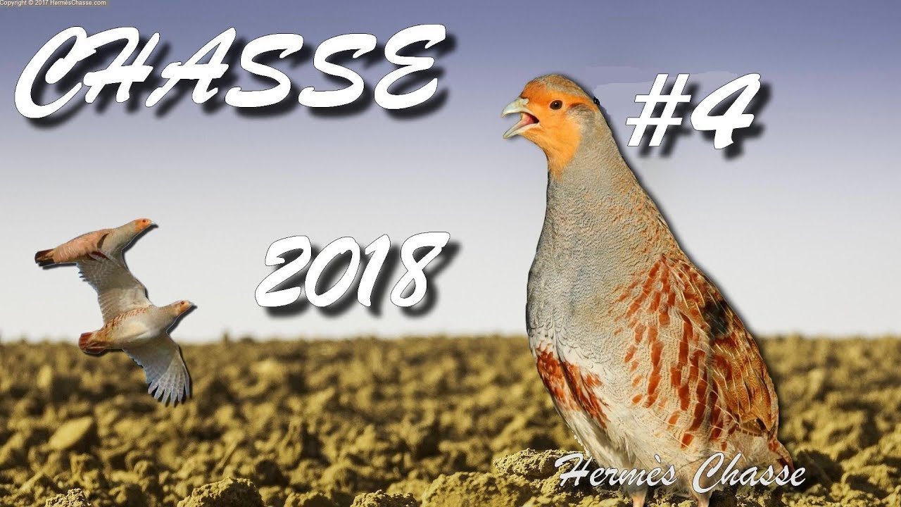 CHASSE DE LA PERDRIX GRISE AU CALIBRE 410 #4 CHASSE PETIT GIBIER 2018 ...