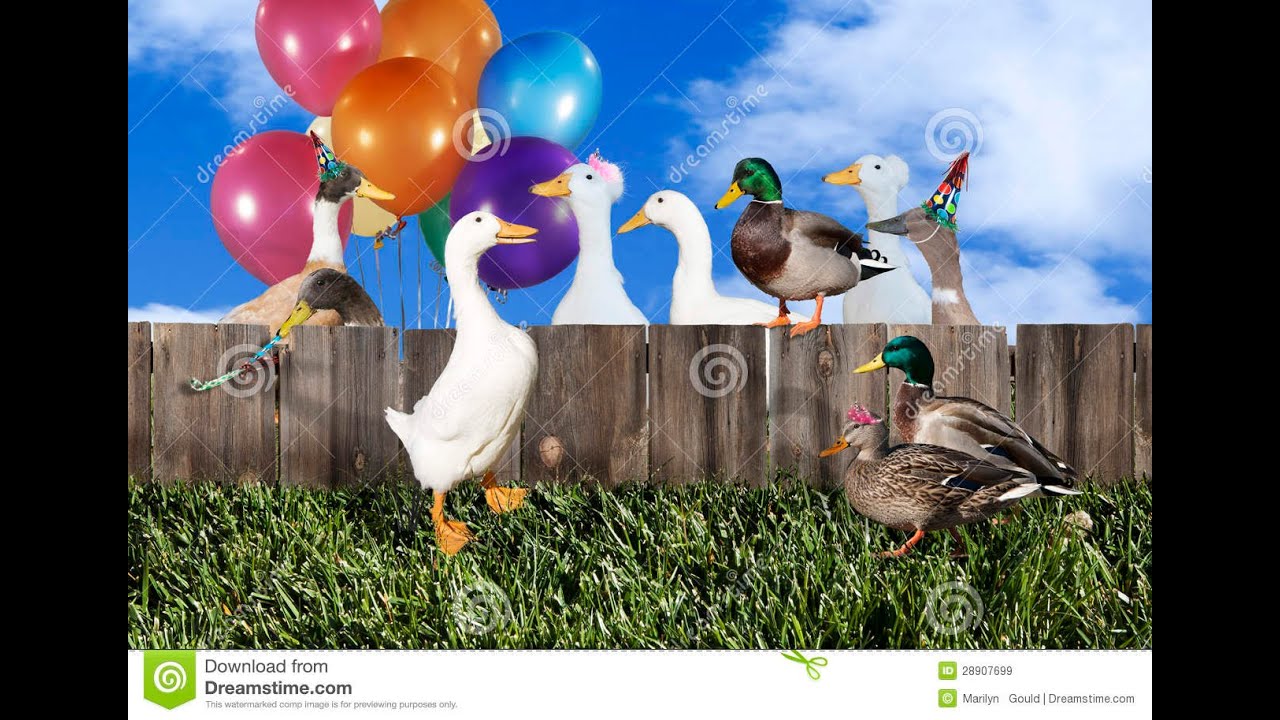 Duck Duck Party!!!!! - YouTube