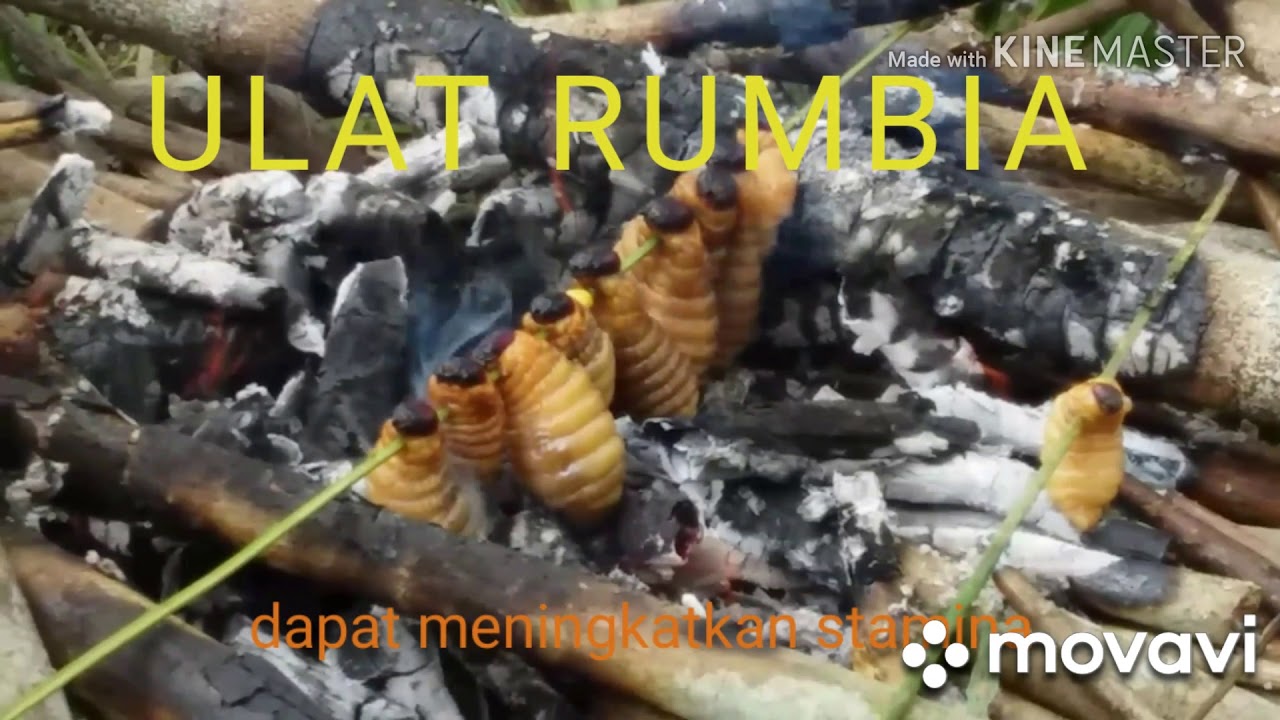 ULAT RUMBIA Makanan berprotein . - YouTube