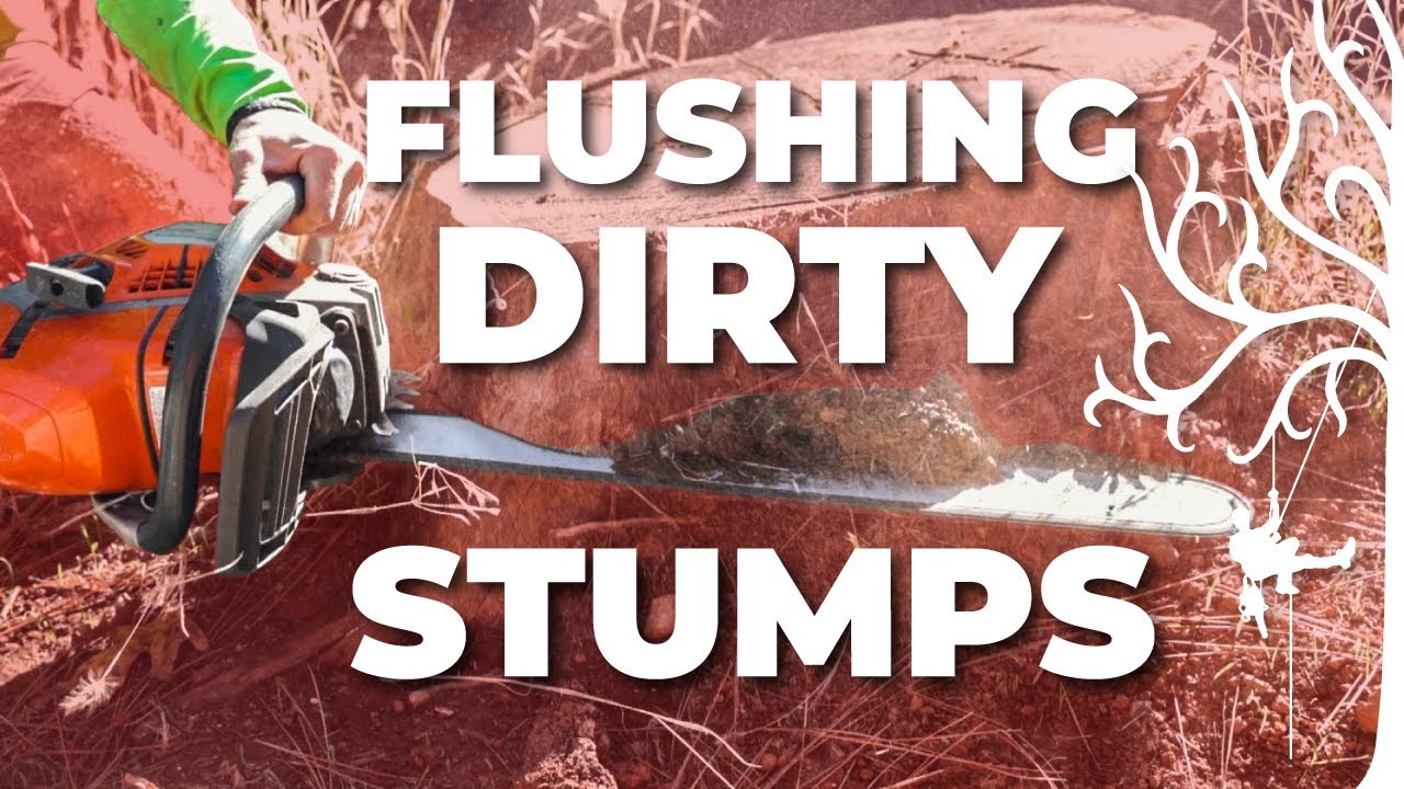 How to cut tree stumps RIGHT. No more dull chain |Strider Trees tips ...