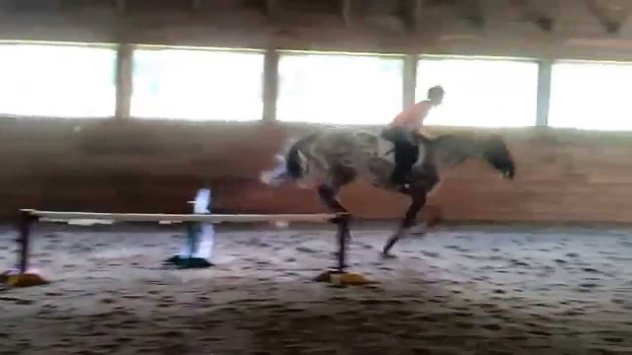 Knabstrupper Mare Jumping - YouTube