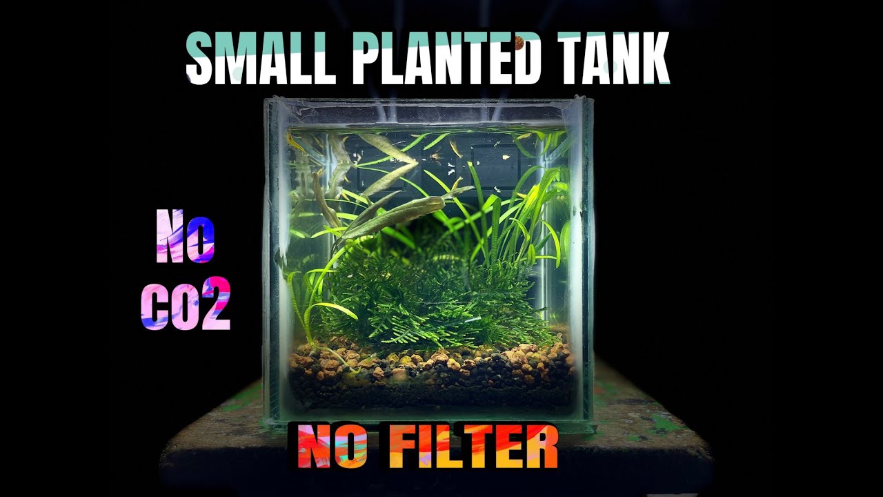 Stunning Small Planted Tank Setup Tutorial - YouTube