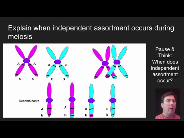 Independent Assortment And Crossing Over Solved Part B Independent