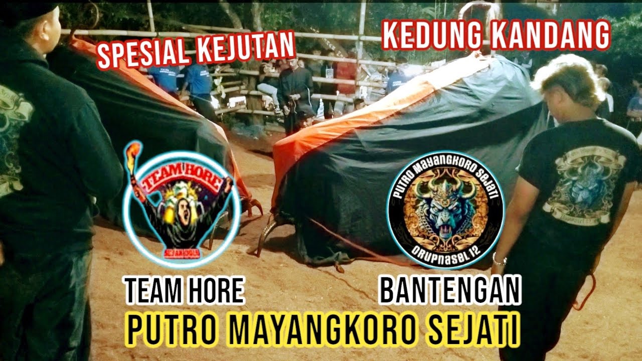 Bantengan || Putro Mayangkoro Sejati | team hore | spesial kejutan‼️ ...