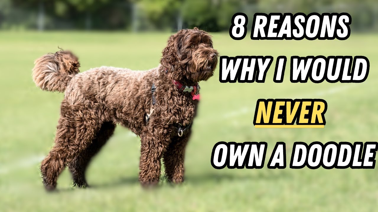 8 Reasons why I would NEVER own a labradoodle, doodle, cavoodle or ...