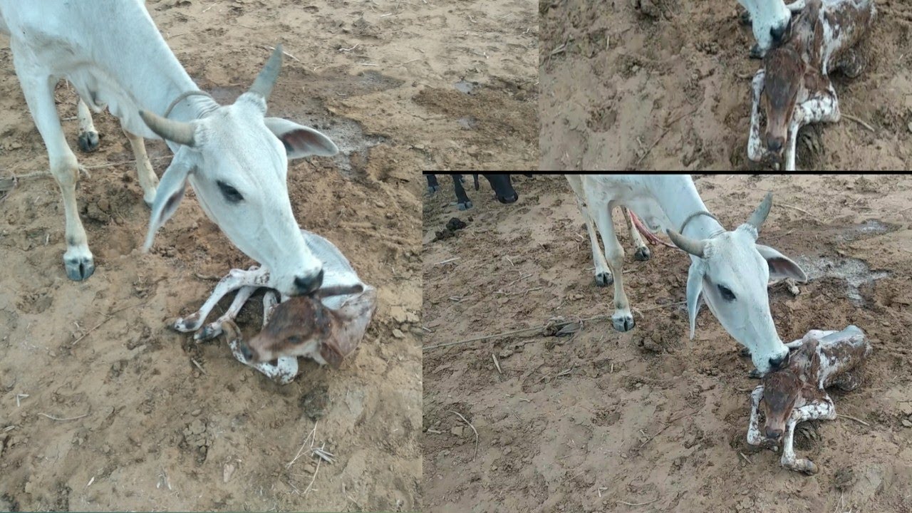 cow birth new baby || cow giving baby || village life vlog rajasthan ...