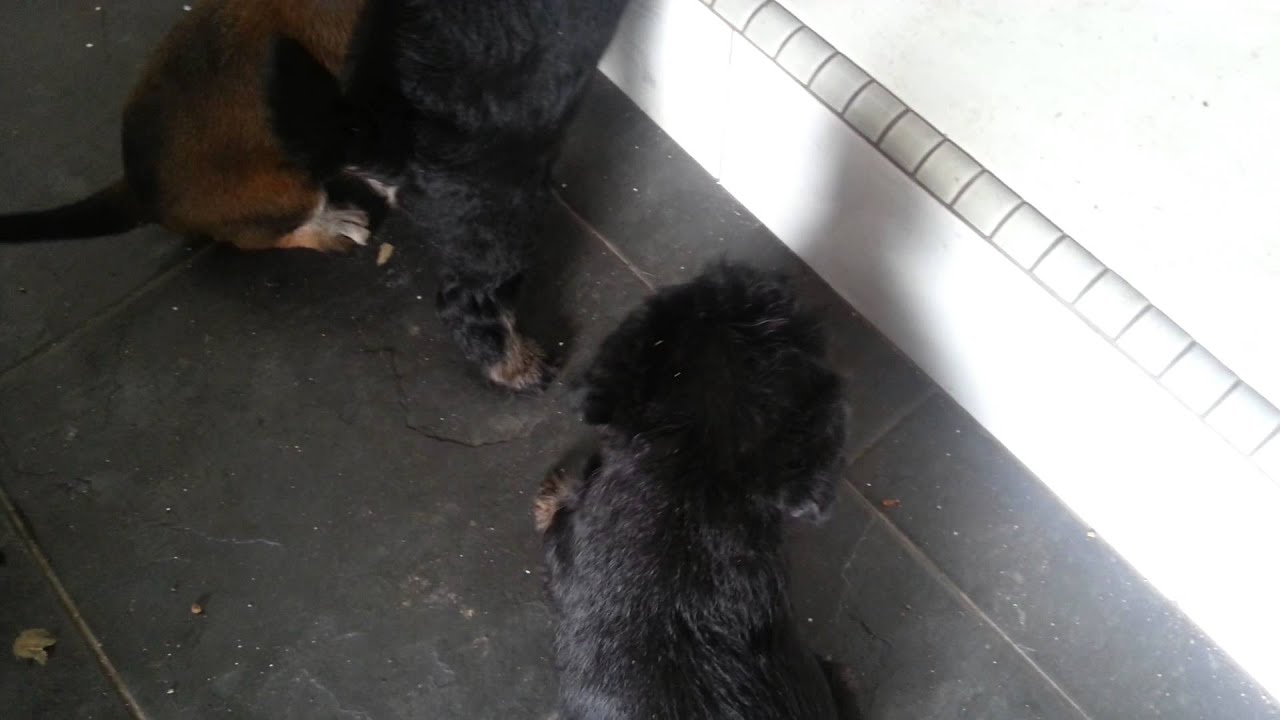 Puppies Barking & Growling - YouTube