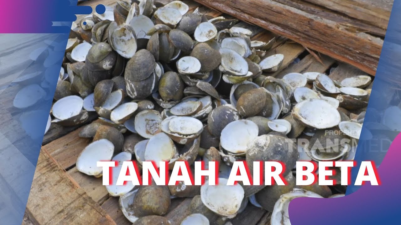 Kappa, Jenis Kerang Yang Hidup Di Hutan Mangrove Kalimantan | TANAH AIR ...
