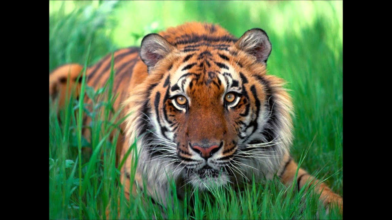 Truede dyr fakta - YouTube